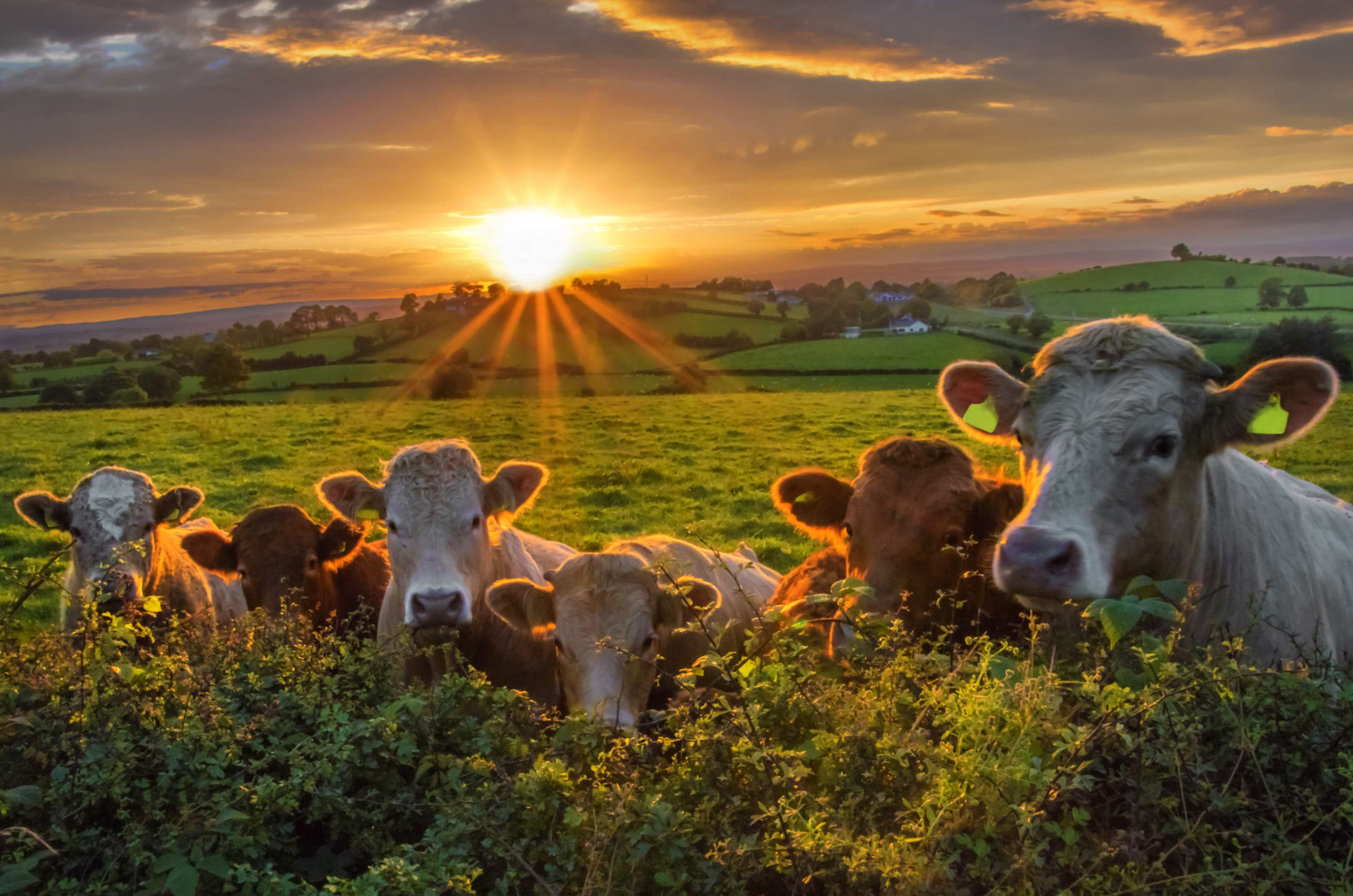 The Rural Update: Food security resilience lacking