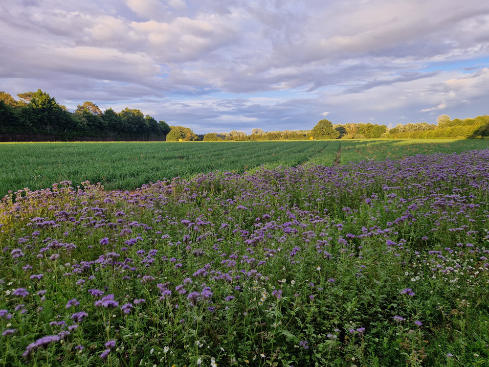 Does Countryside Stewardship still have something to offer?