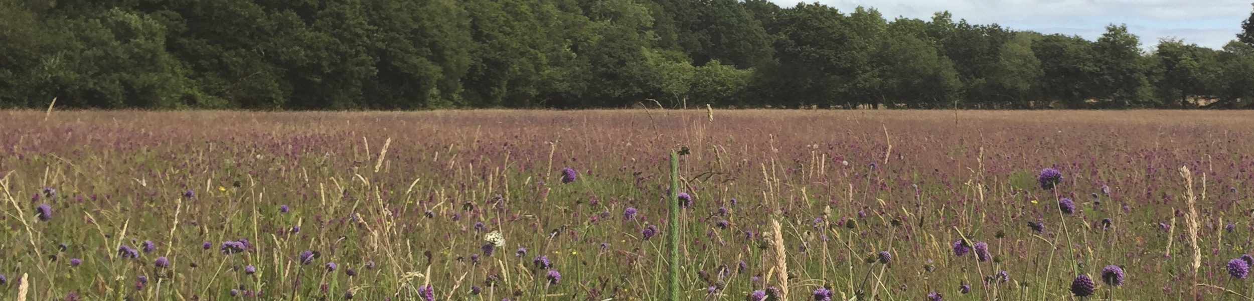 Understanding the Nature Markets Framework