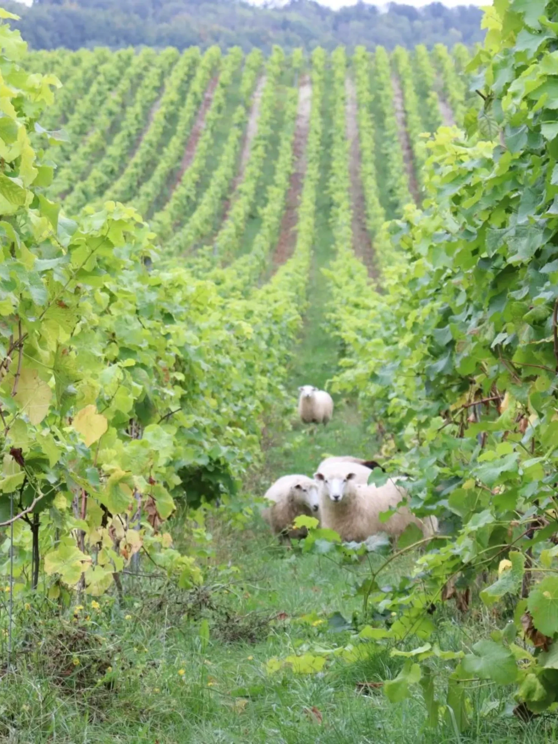 Vineyards | Knight Frank UK